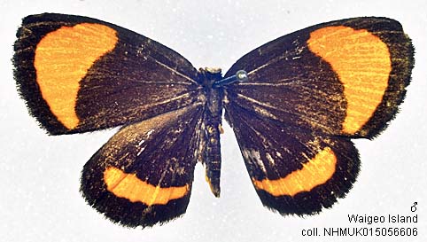 Papua Insects Foundation (Lepidoptera/Callidulidae/Callidula erycinoides)